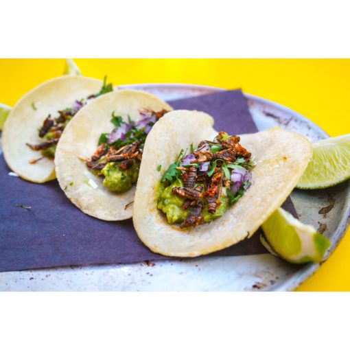 Breaking the Bug Barrier | Entomo Farms